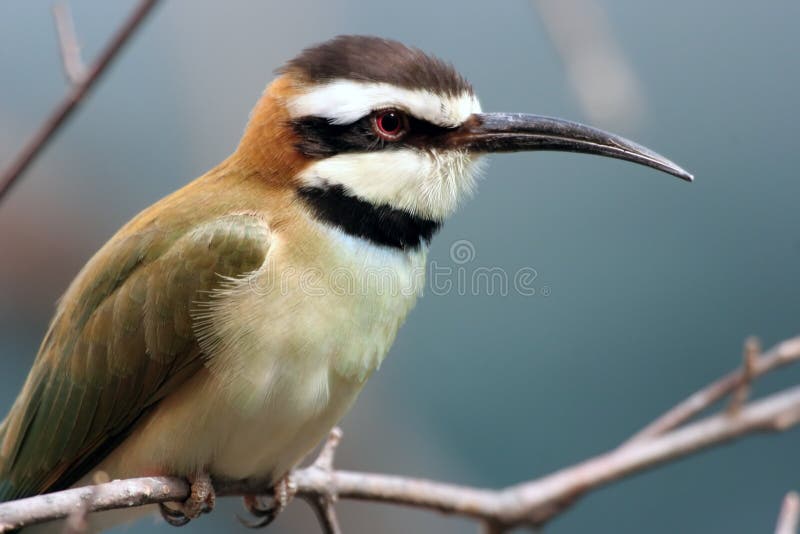 Bee Catcher Portrait stock image. Image of flight, avian - 2415285