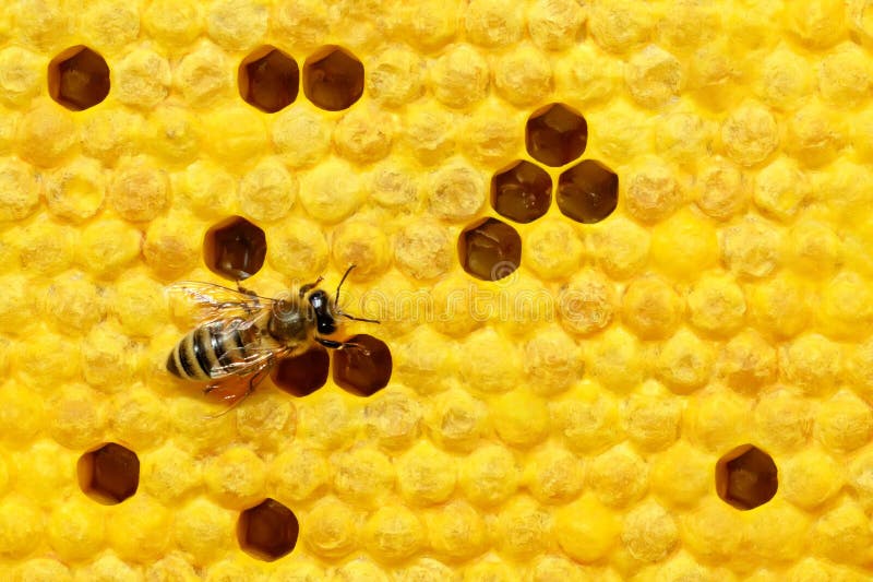 Bee on a Cell with Larvae. Bees Broods. Concept of Beekeeping. Space ...