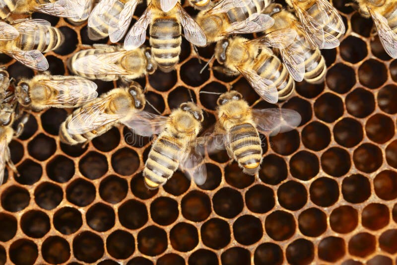 Stem Cell Food stock image. Image of contamination, fast - 32829827