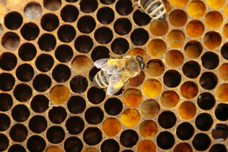 Bee and cell stock image. Image of concepts, efficiency - 40174981