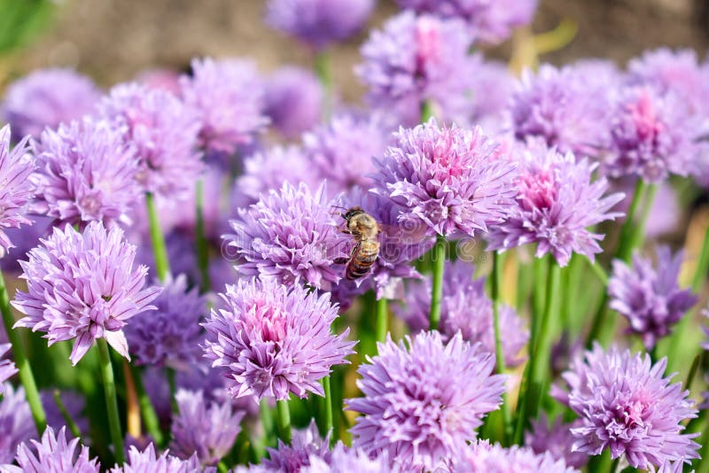 A Bee in the Center of the Frame Collecting Pollen from a Flower Stock ...