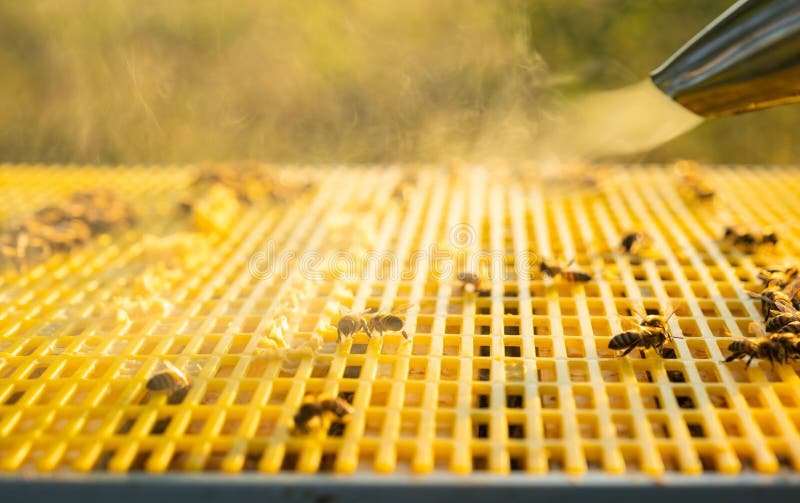 Fumigates Bees Stock Illustrations – 3 Fumigates Bees Stock ...