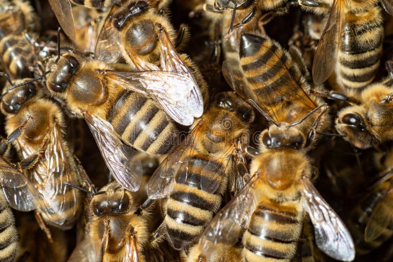 Super Close Up of a Bee Cluster Stock Photo - Image of colony, garden ...