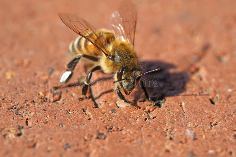 Bee close-up. stock image. Image of apis, wing, small - 261311449