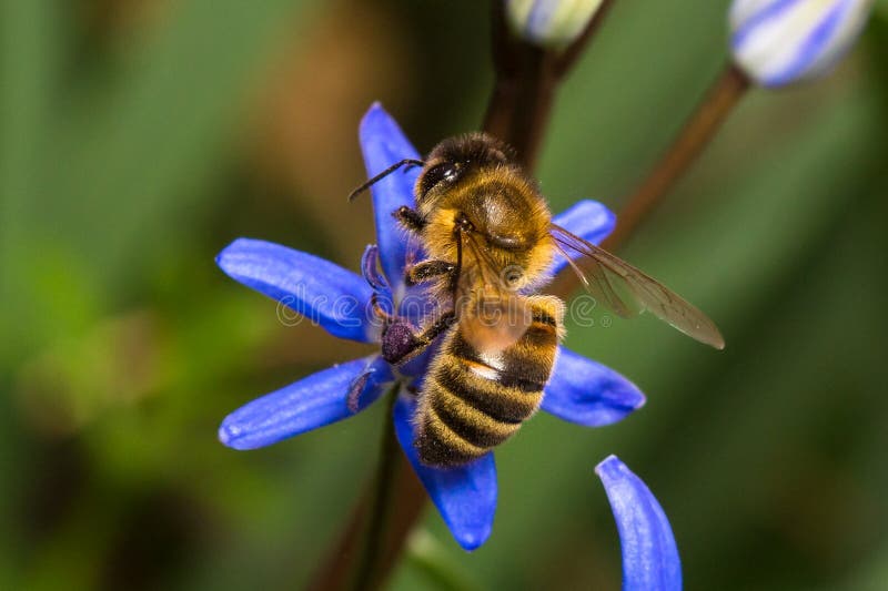 Bee close up image stock photo. Image of pattern, animal - 89307592