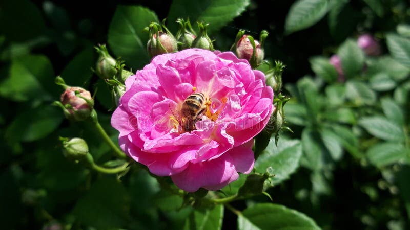 Bee Close Up Pollination on a Link Flower Stock Image - Image of link ...