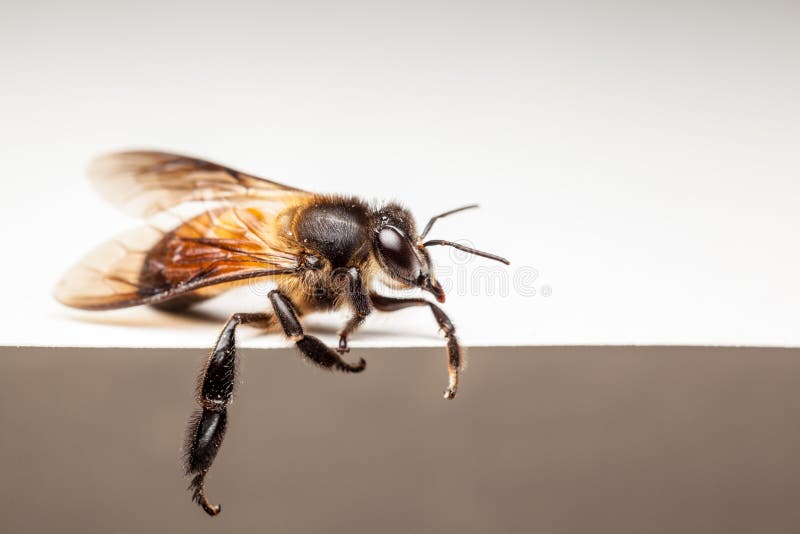 Bee in close up stock photo. Image of species, insect - 62994980