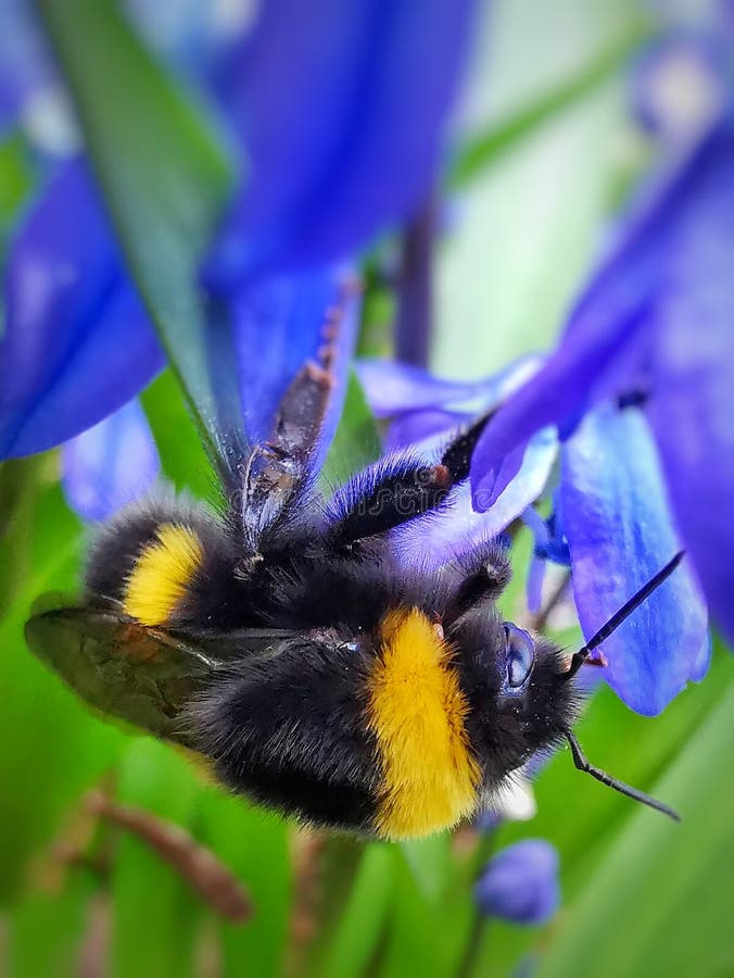Bee in Closeup on Blue Flower Stock Photo - Image of insect, bumblebee ...
