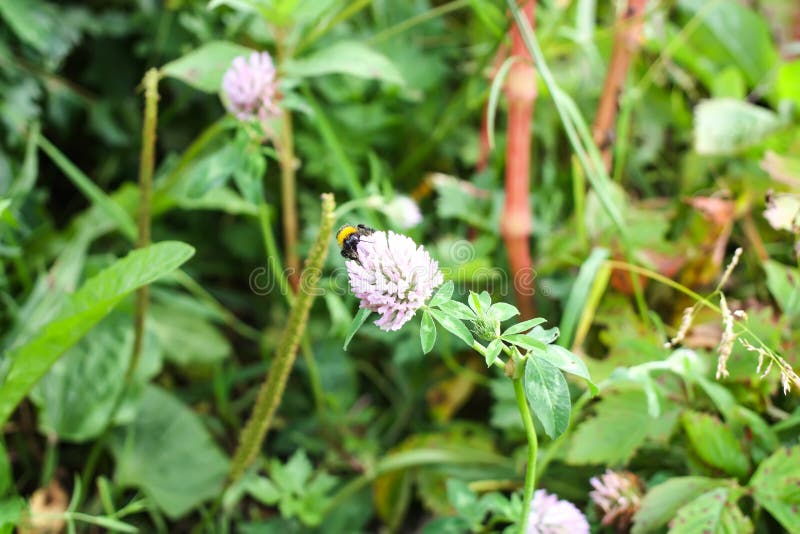 Bee on Clover Flower in Summer Park. Stock Image - Image of fern, space ...