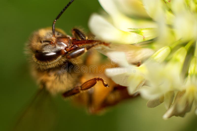 Bee Clover stock image. Image of summer, animal, bere - 73769527