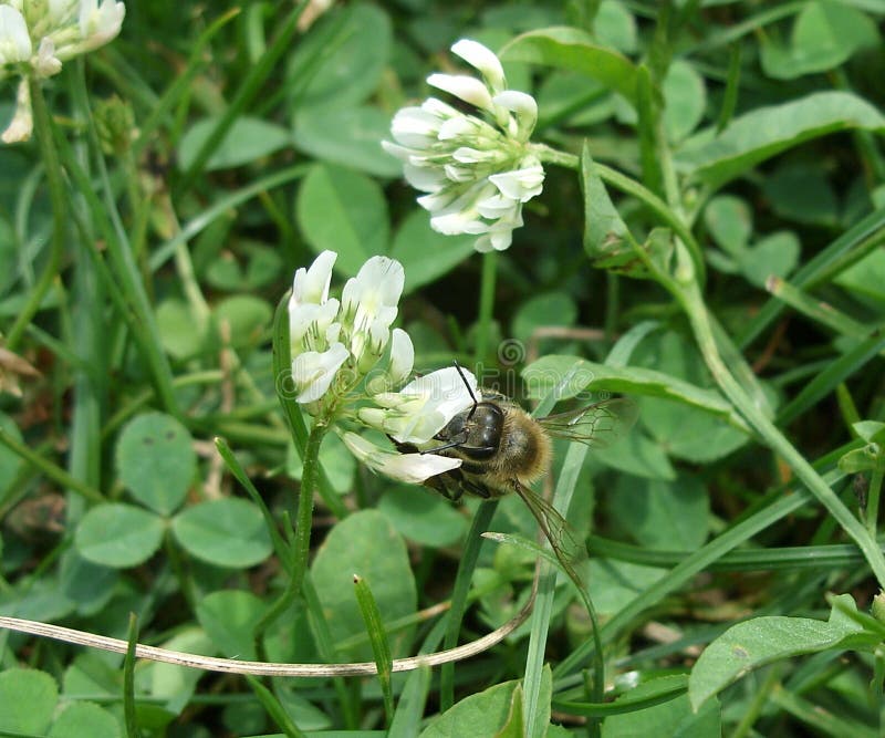 Bee Pollinating Clover Flower Stock Image - Image of pollinates ...