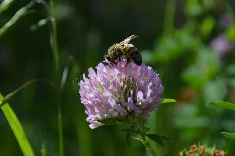 Bee on the clover stock photo. Image of macro, leaves - 97744778