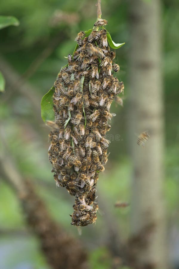 Bees stock photo. Image of swarm, comb, larva, honey, feed - 2981912