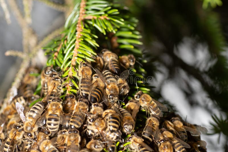 Bee cluster in a spruce stock image. Image of colony - 188258397