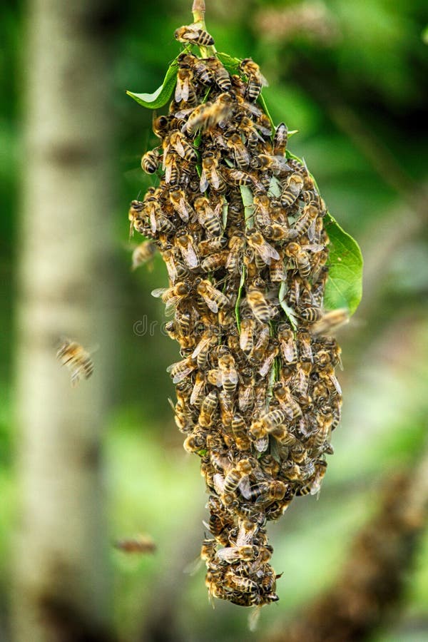Bee Cluster from the Summer Stock Image - Image of cold, wild: 103000505