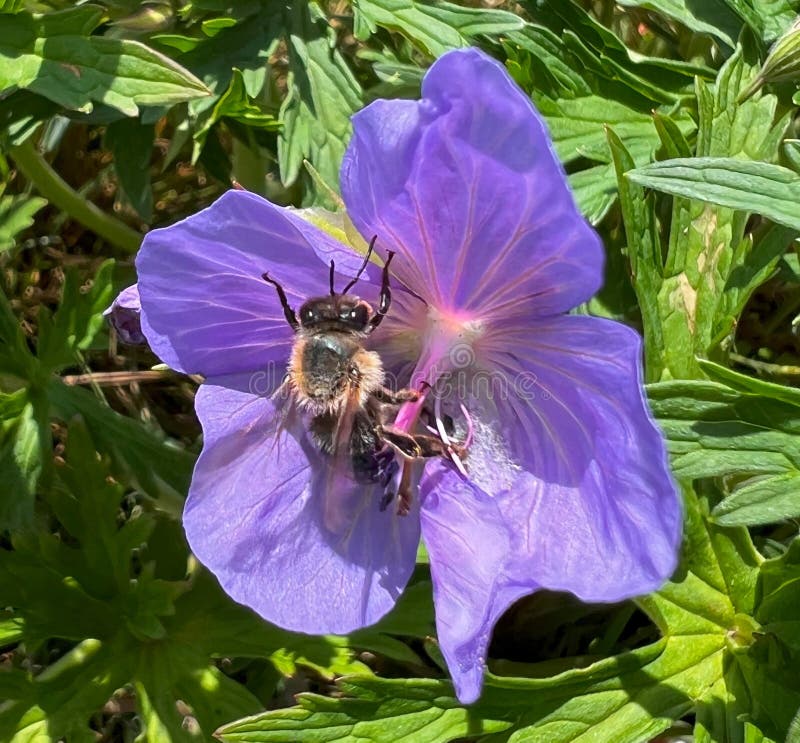 Bee and coconut flower. stock photo. Image of summer - 320871800