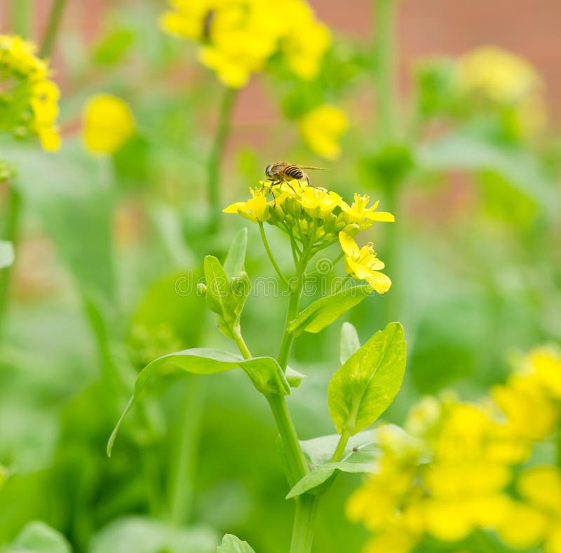 Bee with cole flowers stock image. Image of flower, grow - 24278223