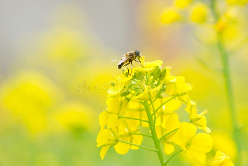Bee with cole flowers stock image. Image of country, field - 24667105