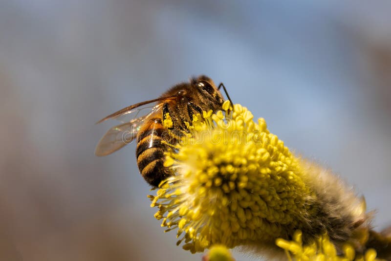 Bee Collect Nectar from Flowering Willow Stock Image - Image of ...