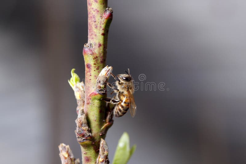 The bee collect nectar stock image. Image of beautiful - 122081929