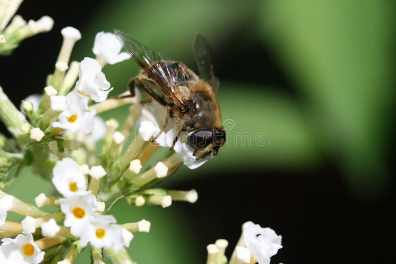 Bee collecting honey stock image. Image of food, head - 3149309