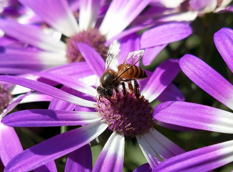 Bee collecting honey stock photo. Image of beautiful - 138063154
