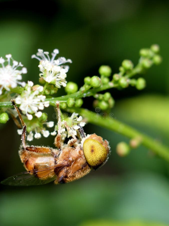 Bee collecting honey stock photo. Image of natural, honey - 151852588