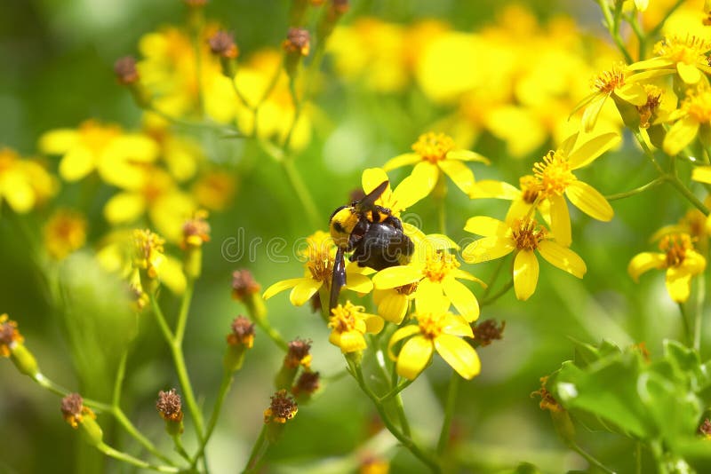 Bee collecting nacter stock photo. Image of collect, nectar - 4422614