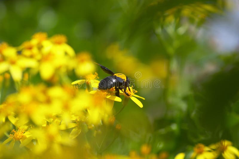 Bee collecting nacter stock photo. Image of wing, still - 4424980