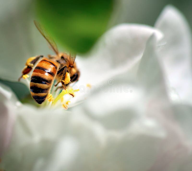 Bee collecting nectar stock image. Image of yellow, nectar - 29094647