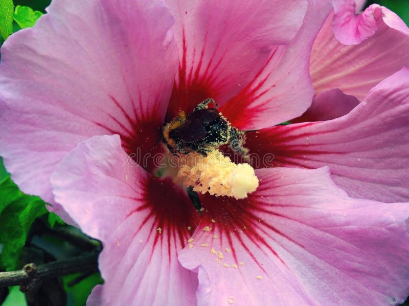 Bee Collecting Nectar and Covered in Pollen in a Hibiscus Flower Stock ...
