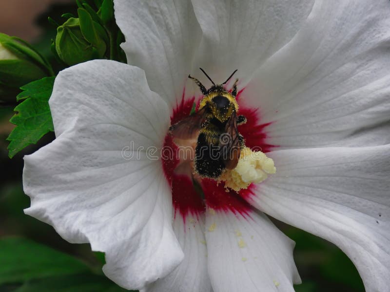 Bee Collecting Nectar and Covered in Pollen in a Hibiscus Flower Stock ...