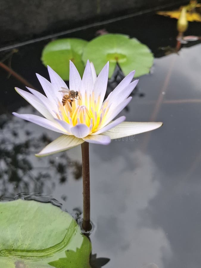 Bee Collecting Nectar from Flower Stock Image - Image of yellow, wildflower: 378970051