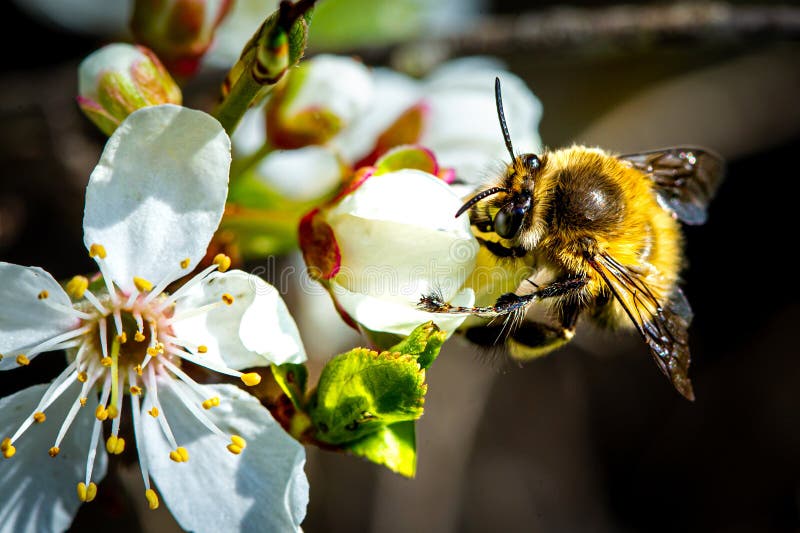 Bee Collecting Nectar on a Flower, Apis Stock Image - Image of flora ...