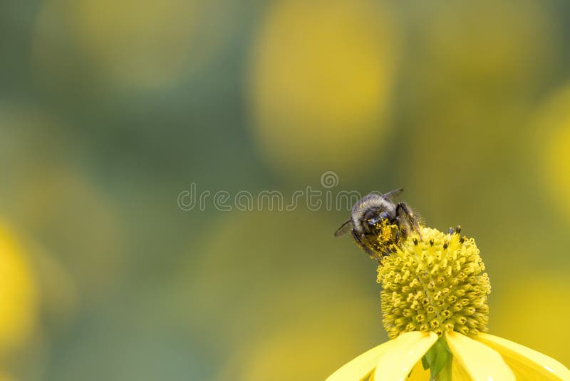 A Bee Collecting Nectar from Golden Glow. Stock Image - Image of nectar ...
