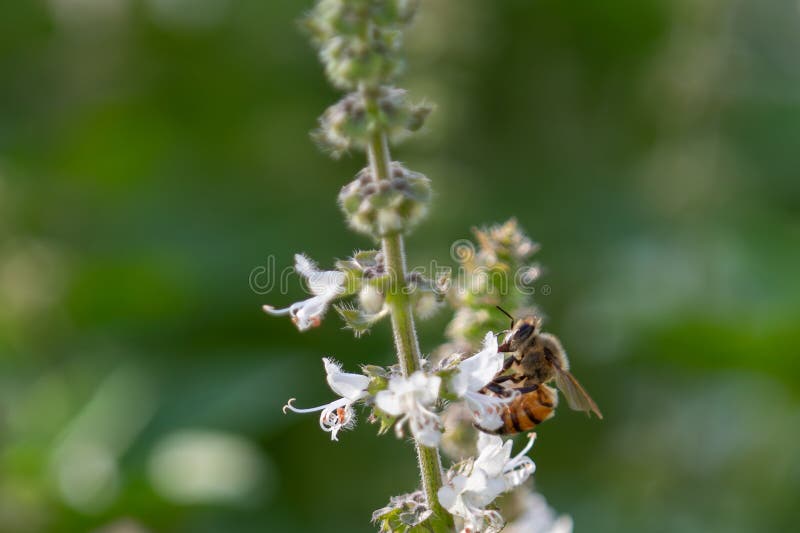 A Bee Collecting Nectar and Pollen Stock Image - Image of green, summer ...