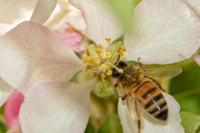 Bee Collecting Nectar and Pollinating an Apple Flower Stock Image ...