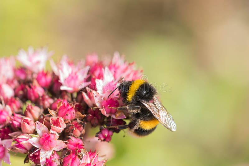 Bee Collecting Nectar of Pink Flowers Field. Stock Image - Image of ...