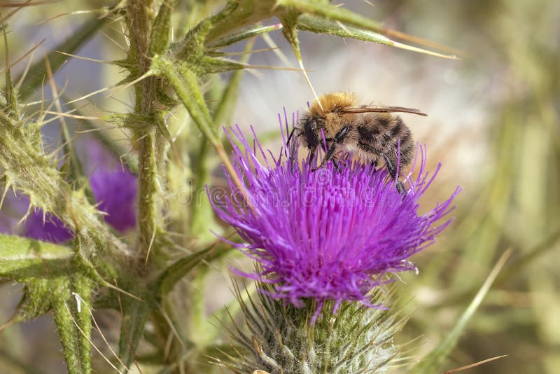 Bee on thistle plant stock photo. Image of closeup, beauty - 252575748