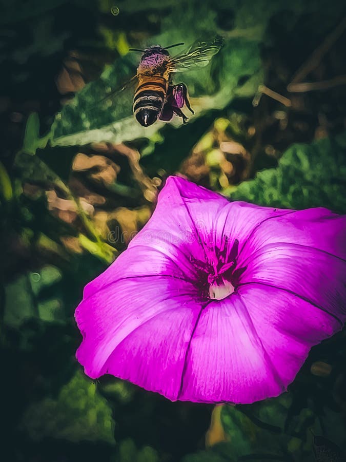 Bee collecting pink pollen stock image. Image of purple - 255104257