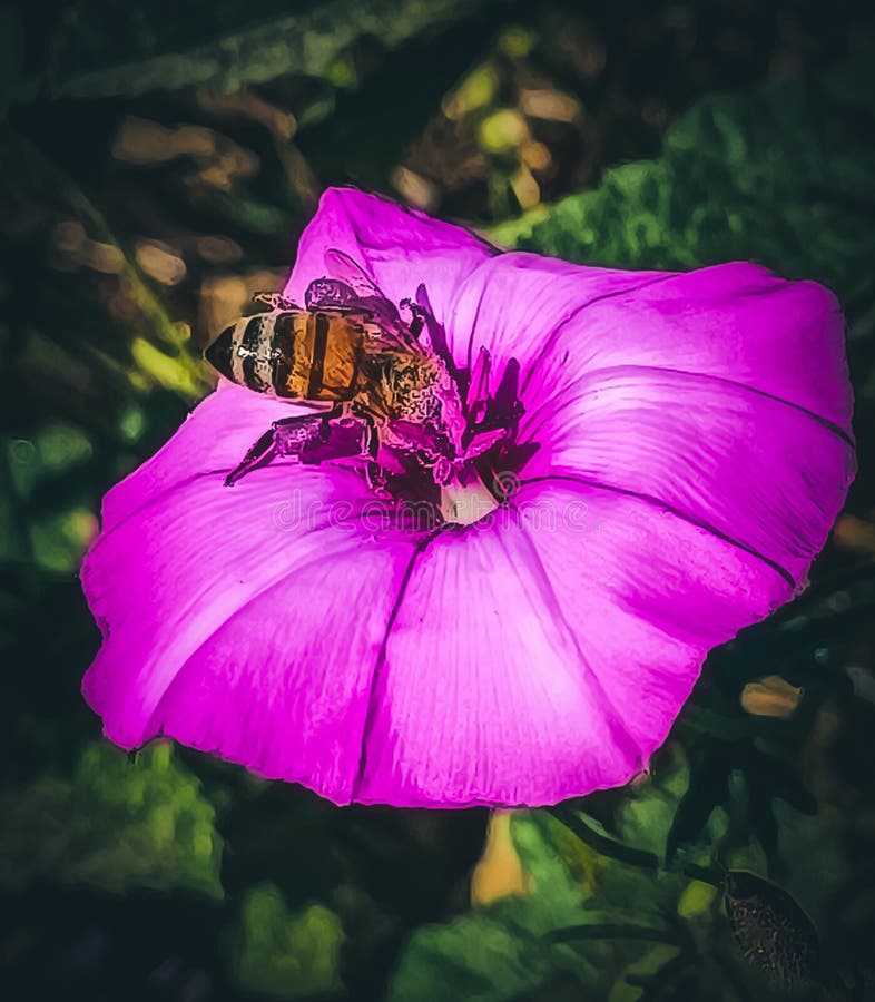 Bee collecting pink pollen stock photo. Image of collecting - 255104260