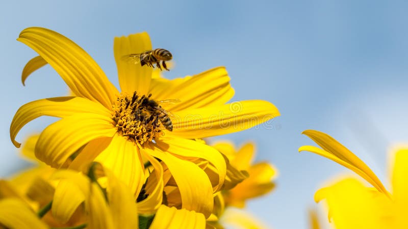 Bee Collecting Polen from Yellow Flowers Stock Image - Image of yellow ...