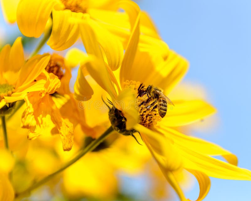 Bee Collecting Polen from Yellow Flowers Stock Image - Image of yellow ...