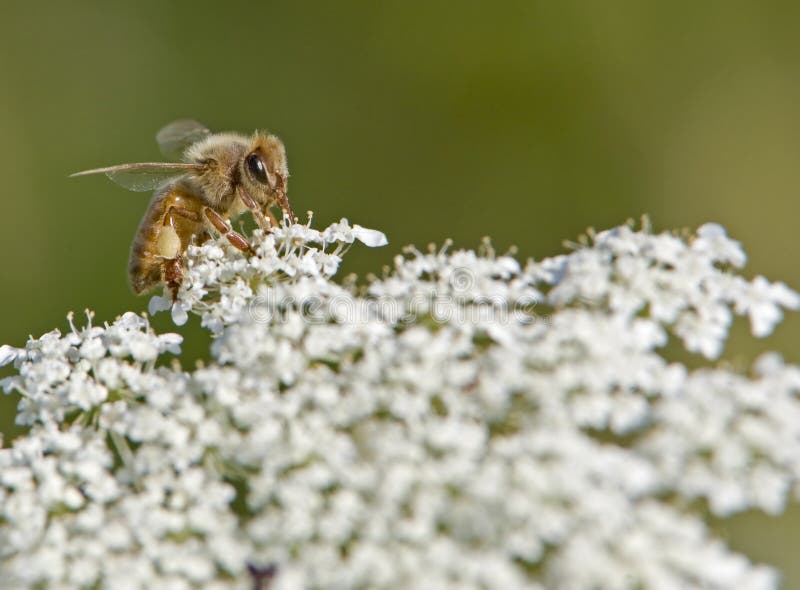 Bee collecting pollen stock image. Image of collecting - 10357345