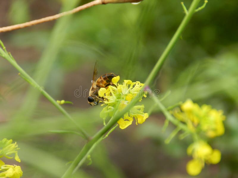 Bee Collecting Pollen Anther Dust Stock Image - Image of collecting ...