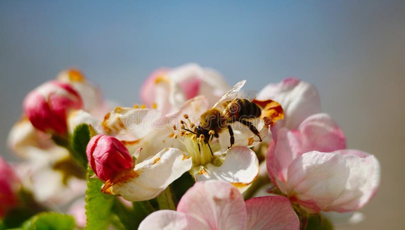 Bee Collecting Pollen on Apple Tree Blossoming Flower at Spring. Apple ...