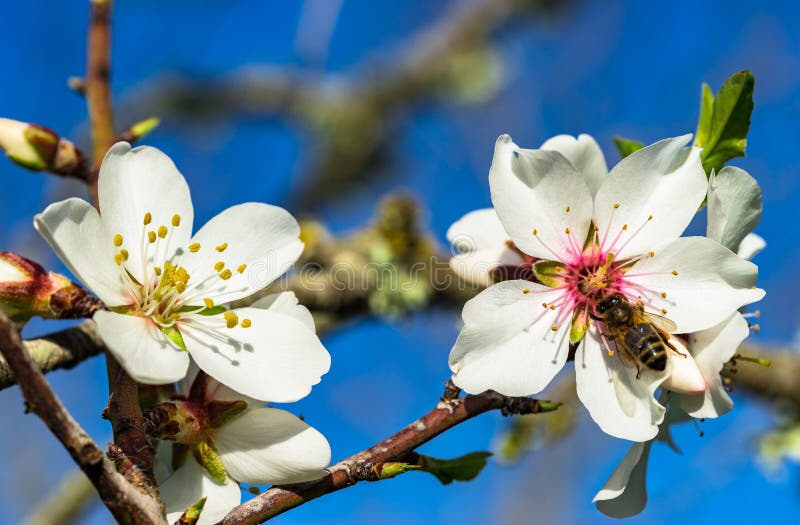 Spring Season, Blooming Fruit Tree Blossoms with Bee Collecting Pollen ...