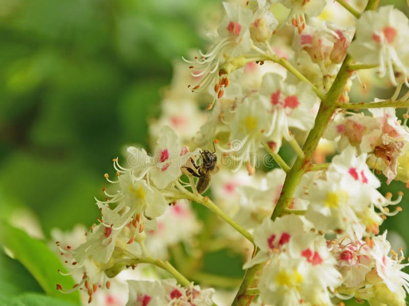 Bee Collecting Pollen from Chestnut Blossoms Stock Image - Image of ...