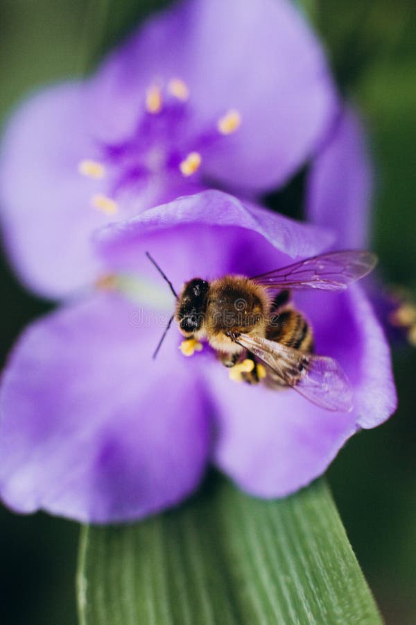 Bee Collecting Pollen Dusting Flowers Field Stock Image - Image of ...
