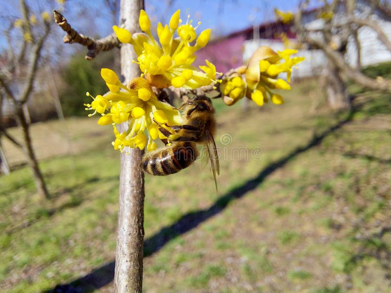Bee Collecting Pollen from a Flower on a Flowering Tree Stock Photo ...